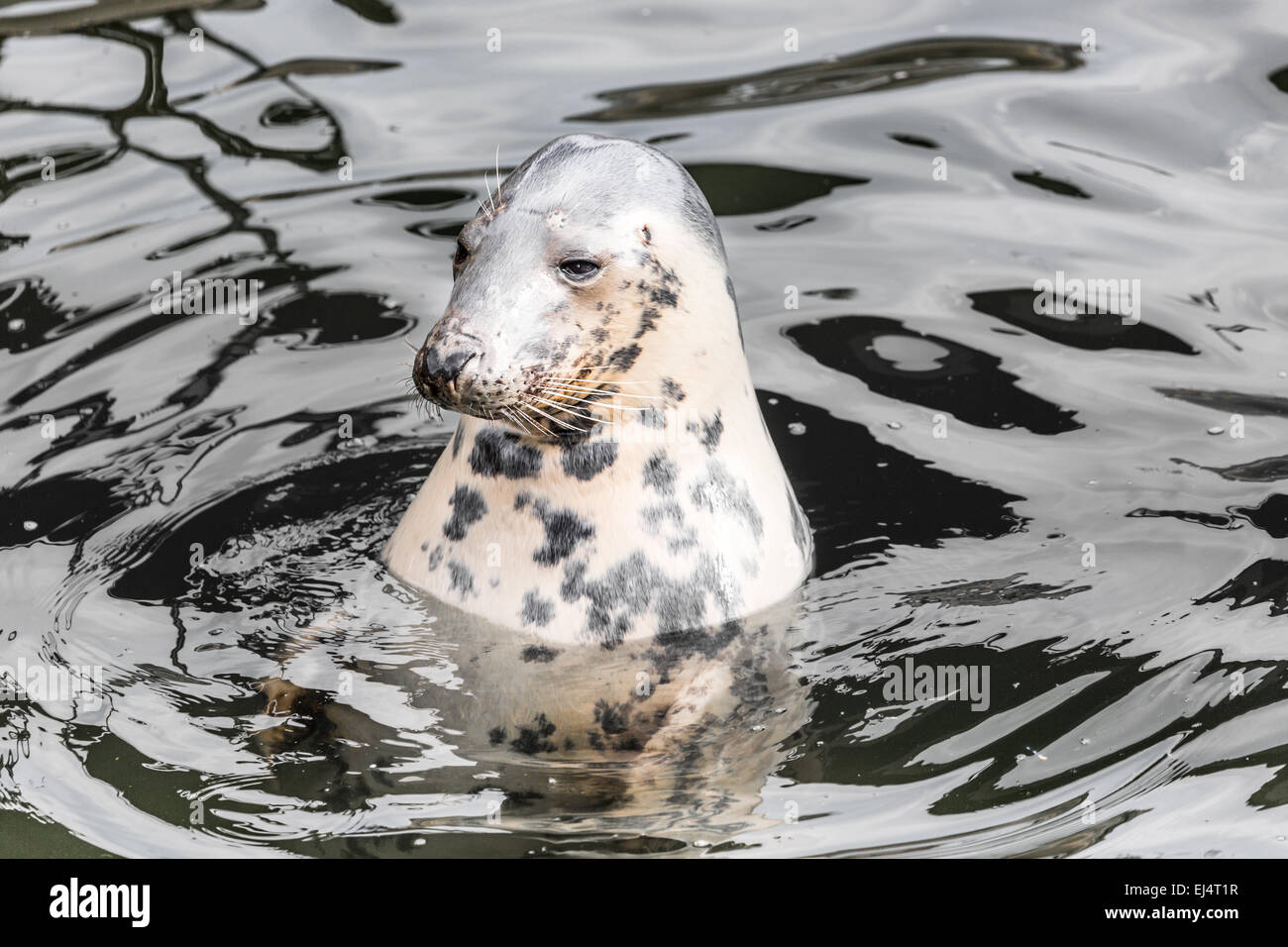 Common seal head out water hi-res stock photography and images - Alamy
