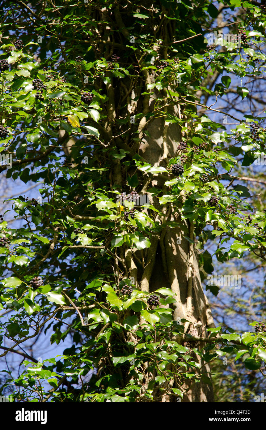 Ivy Growing Up A Tree High Resolution Stock Photography and Images - Alamy