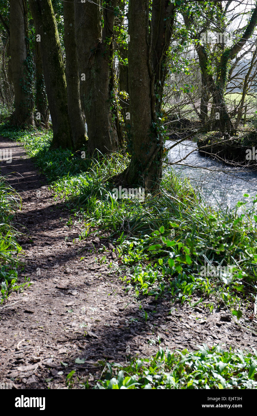 Woodland walk nest to River Frome in Dorset UK Stock Photo - Alamy