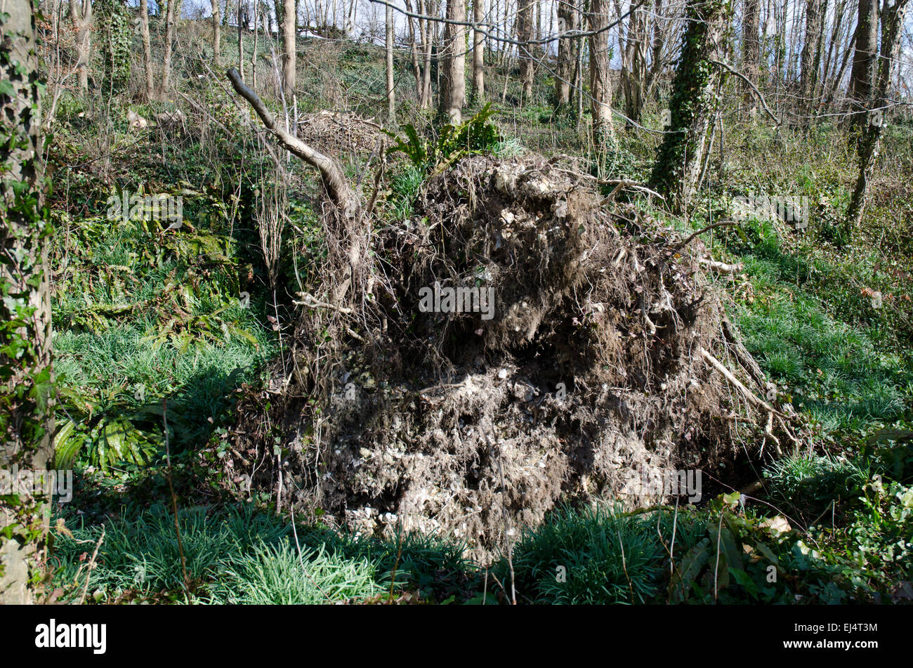 Fallen Tree showing roots Stock Photo - Alamy