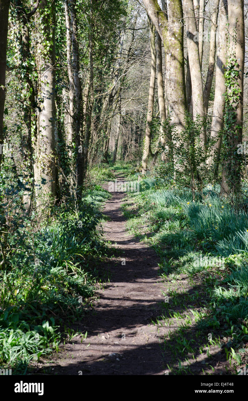 Woodland trees walk in light shade Dorset UK Stock Photo - Alamy
