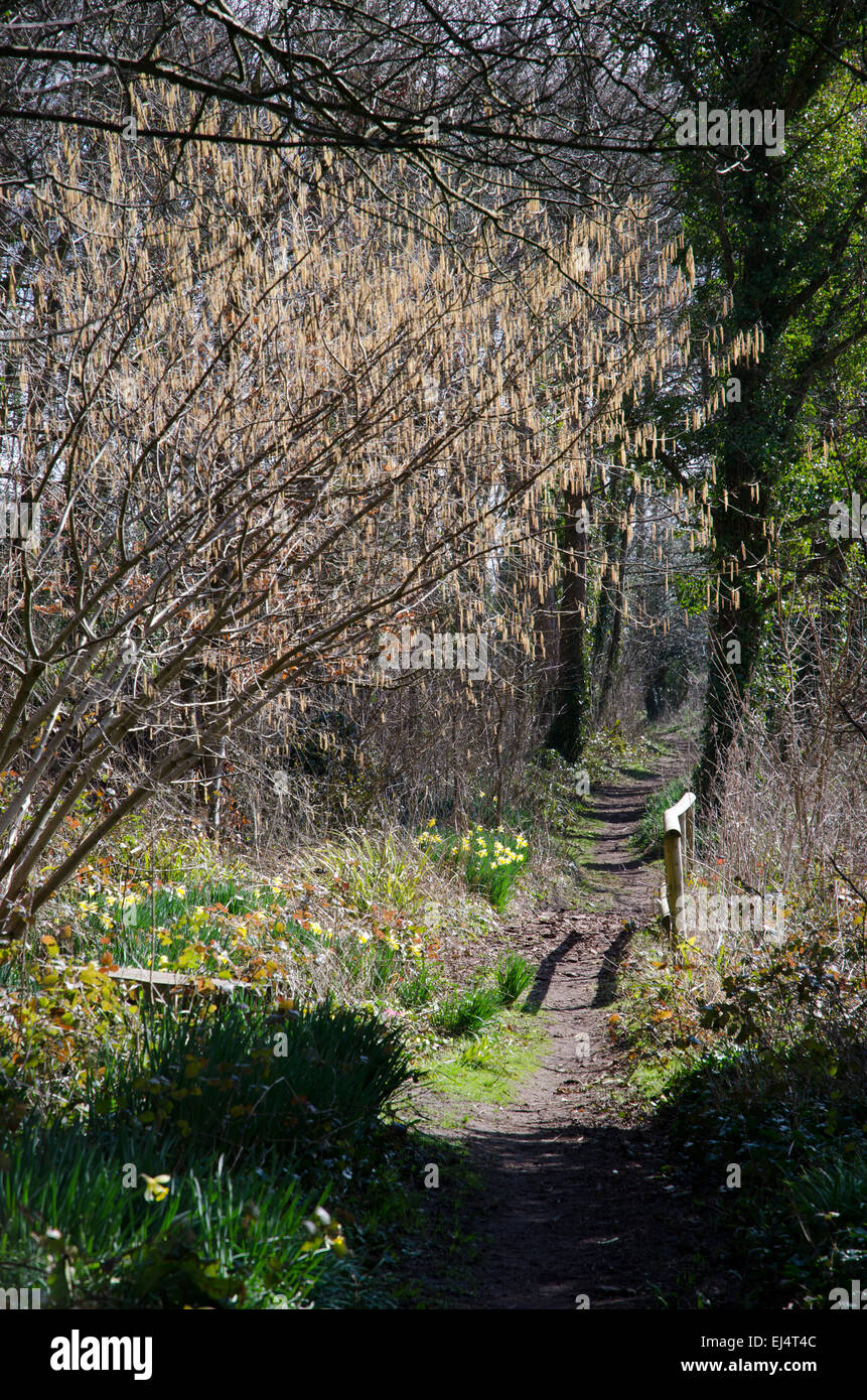 Woodland walk Spring Dorset UK Stock Photo - Alamy