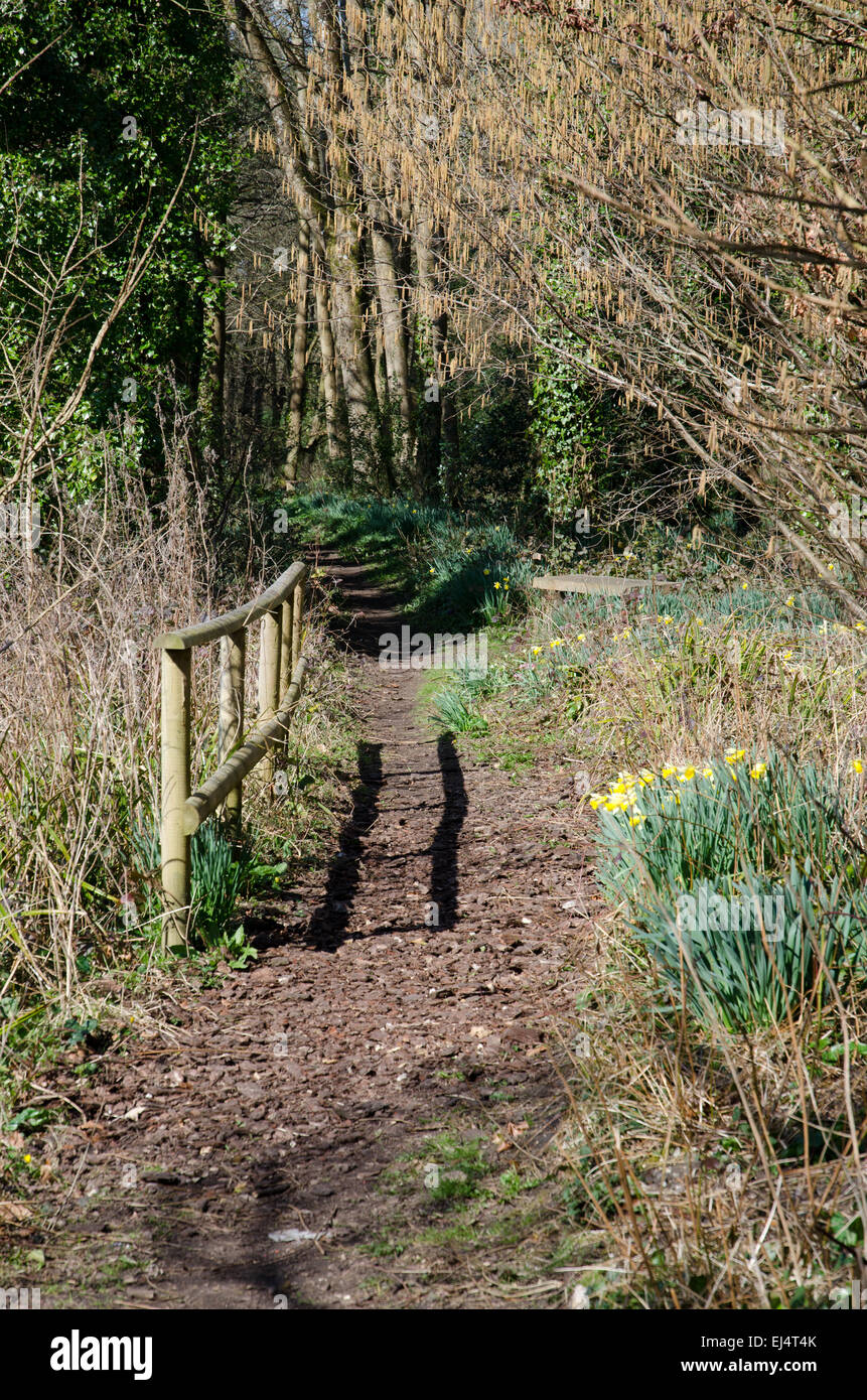 Woodland walk Dorset UK Stock Photo - Alamy