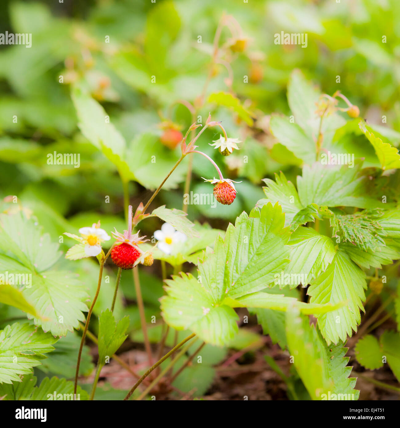 Alpine strawberry plant hi-res stock photography and images - Alamy