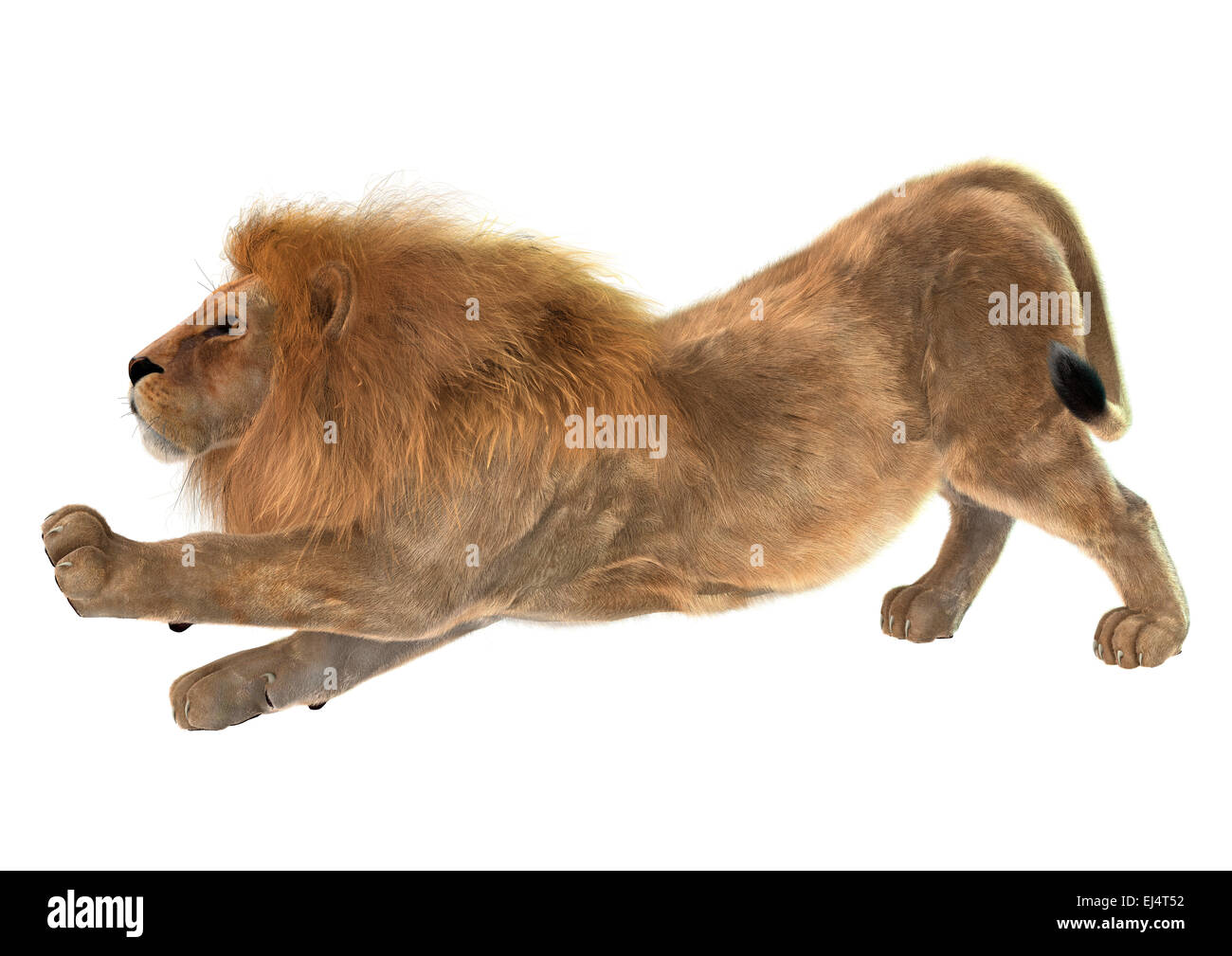3D digital render of a stretching male lion isolated on white ...