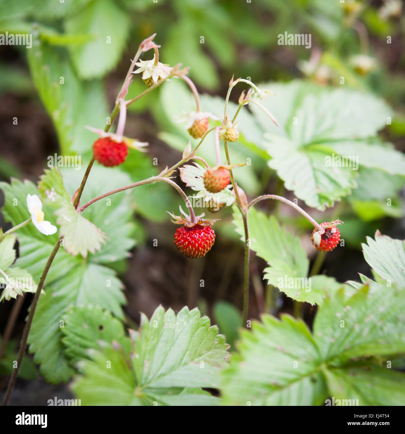 Alpine strawberry plant hi-res stock photography and images - Alamy