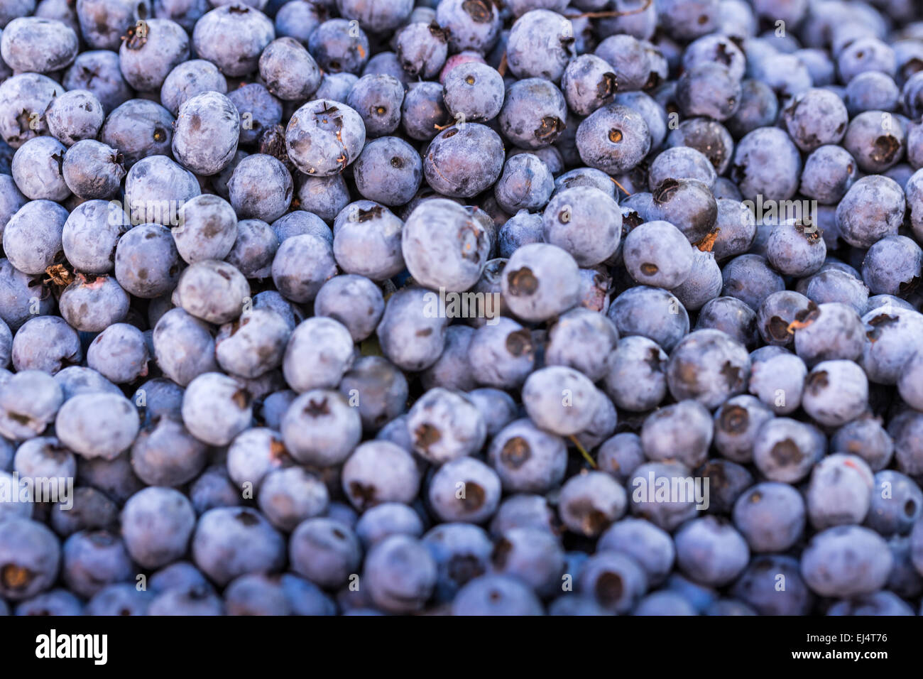 Fresh Bilberries. Close-up background Stock Photo - Alamy