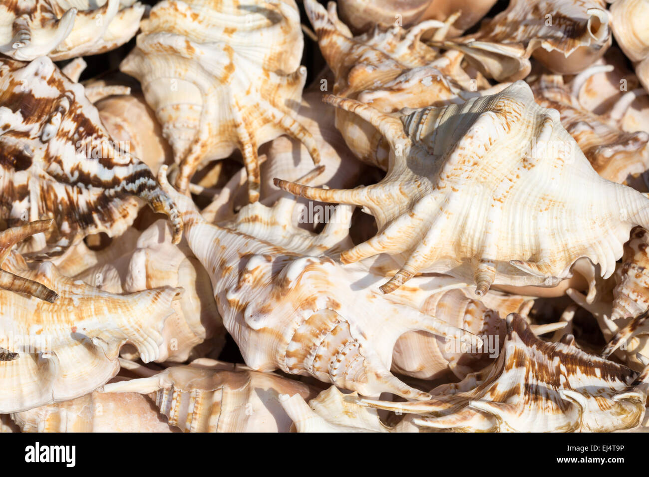 Seashells at market Stock Photo - Alamy
