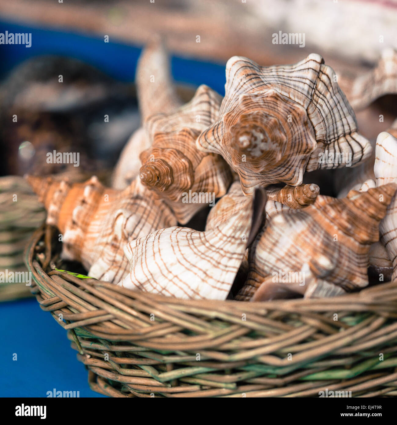Seashells at market Stock Photo - Alamy