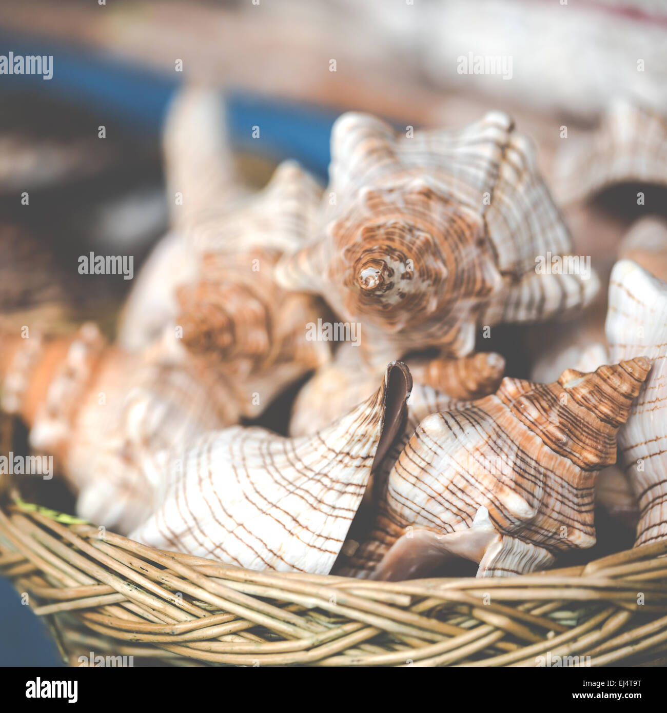 Seashells at market Stock Photo - Alamy