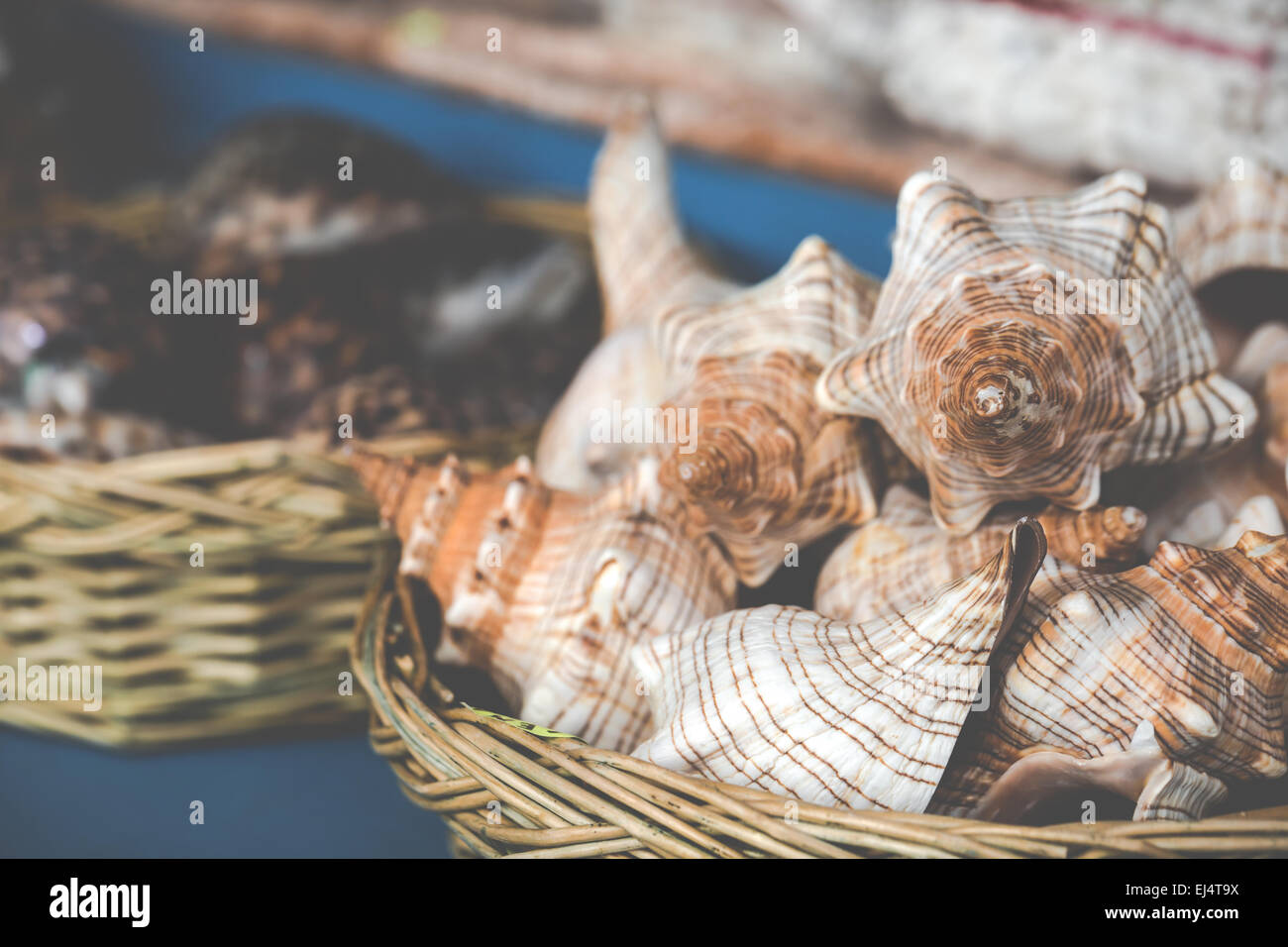 Group empty seashells on hi-res stock photography and images - Alamy