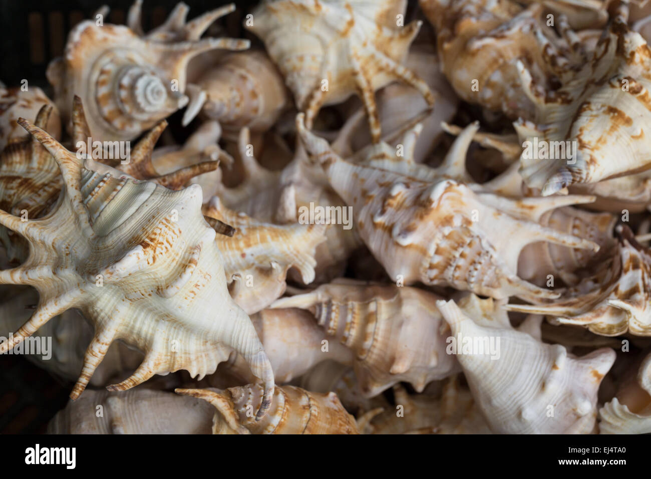 Seashells at market Stock Photo - Alamy