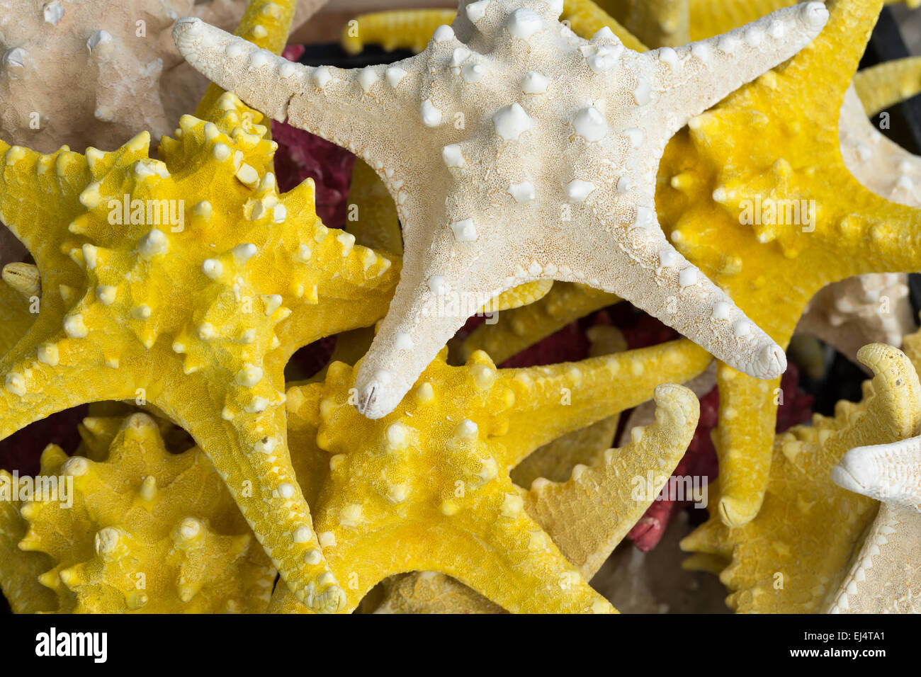 Starfish (Asteroidea) for sale at market Stock Photo - Alamy
