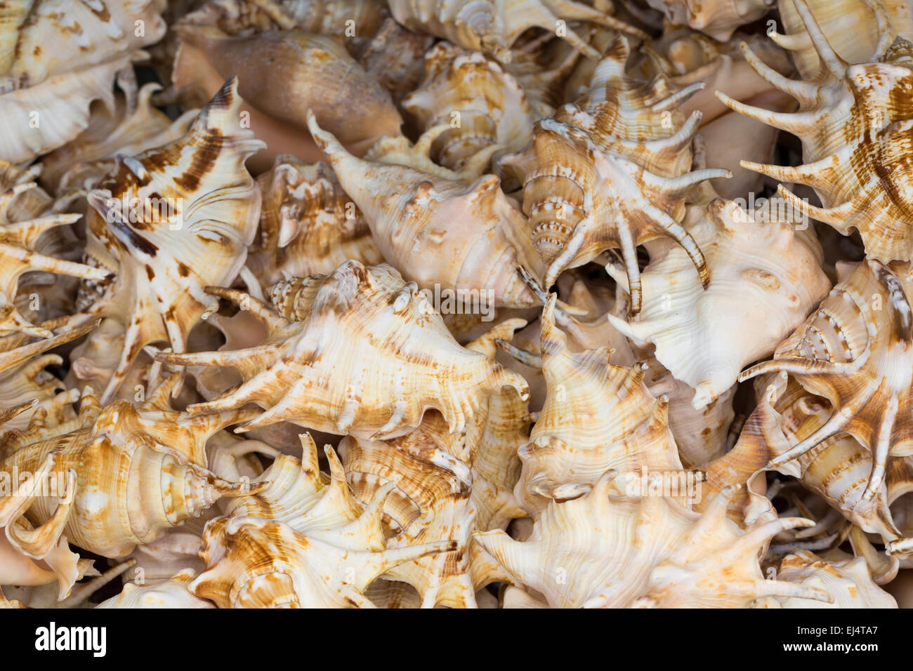 Seashells at market Stock Photo - Alamy