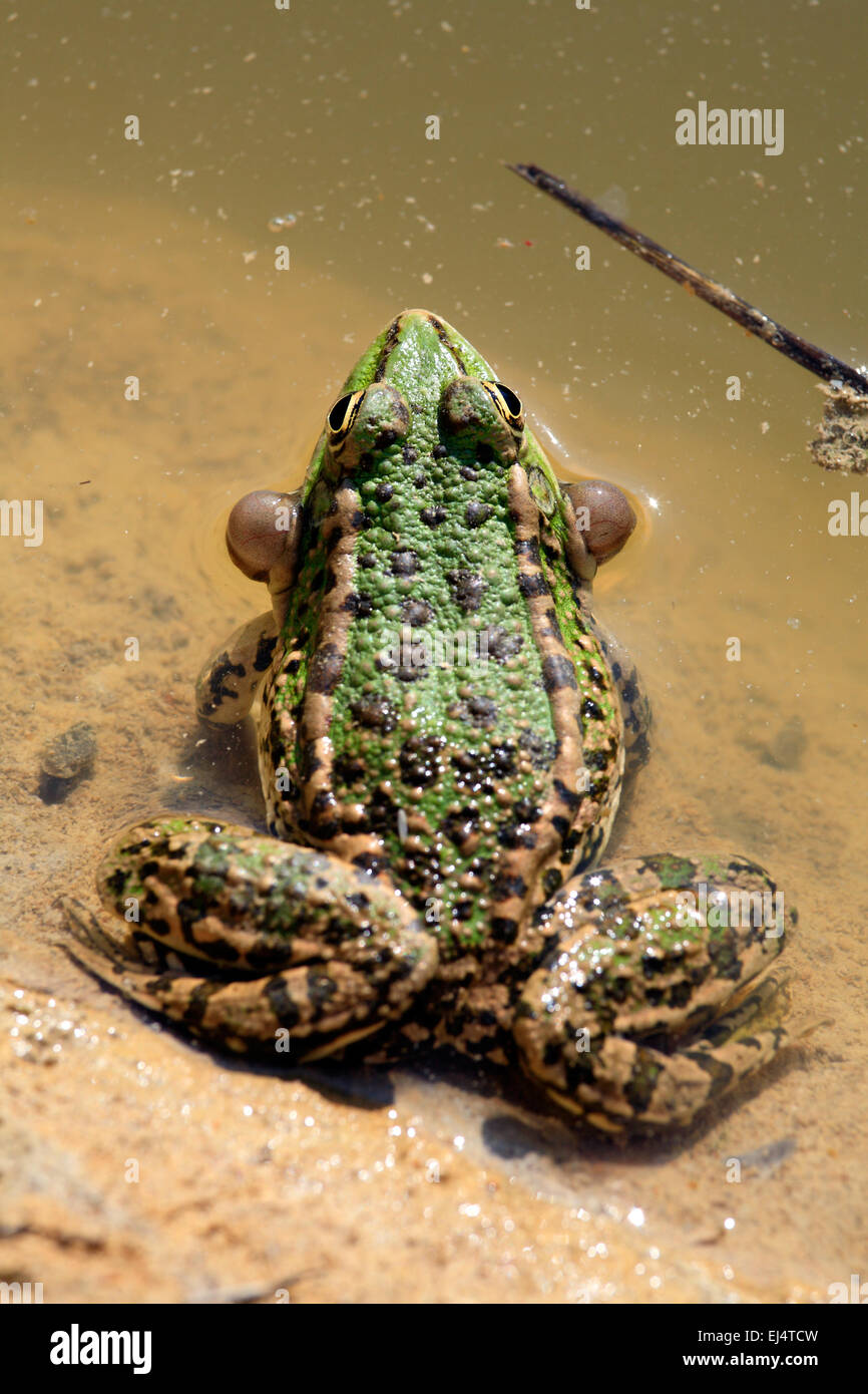 Frog in a pool of water Stock Photo - Alamy