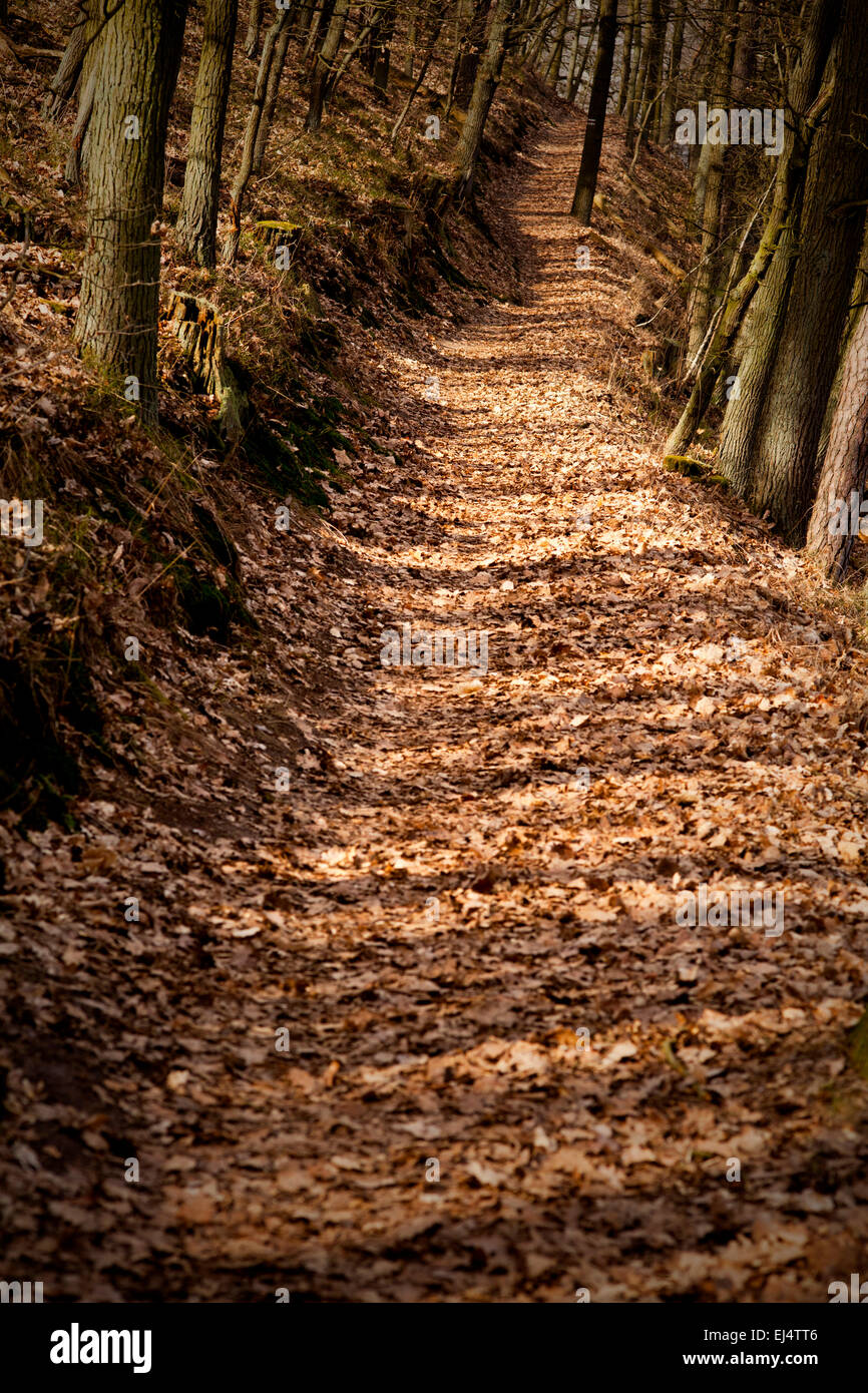 forest path or autumnal scenic rural way Stock Photo - Alamy