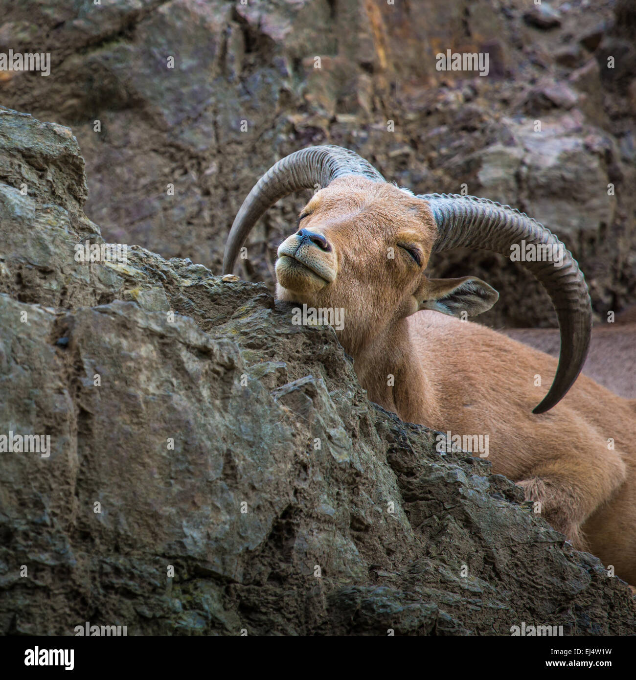 West caucasian tur goat Stock Photo - Alamy