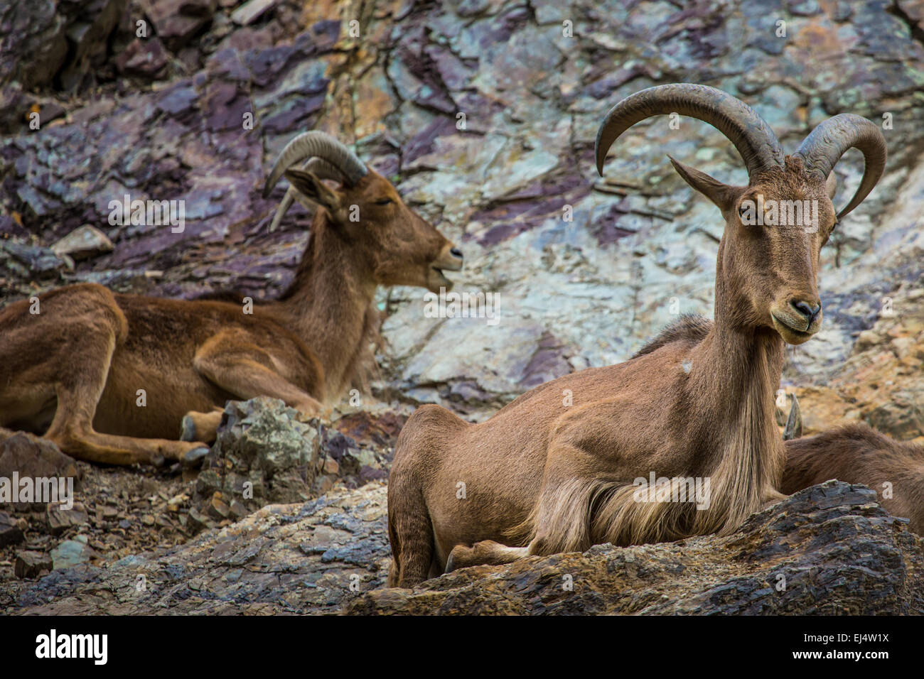 West caucasian tur goat Stock Photo - Alamy