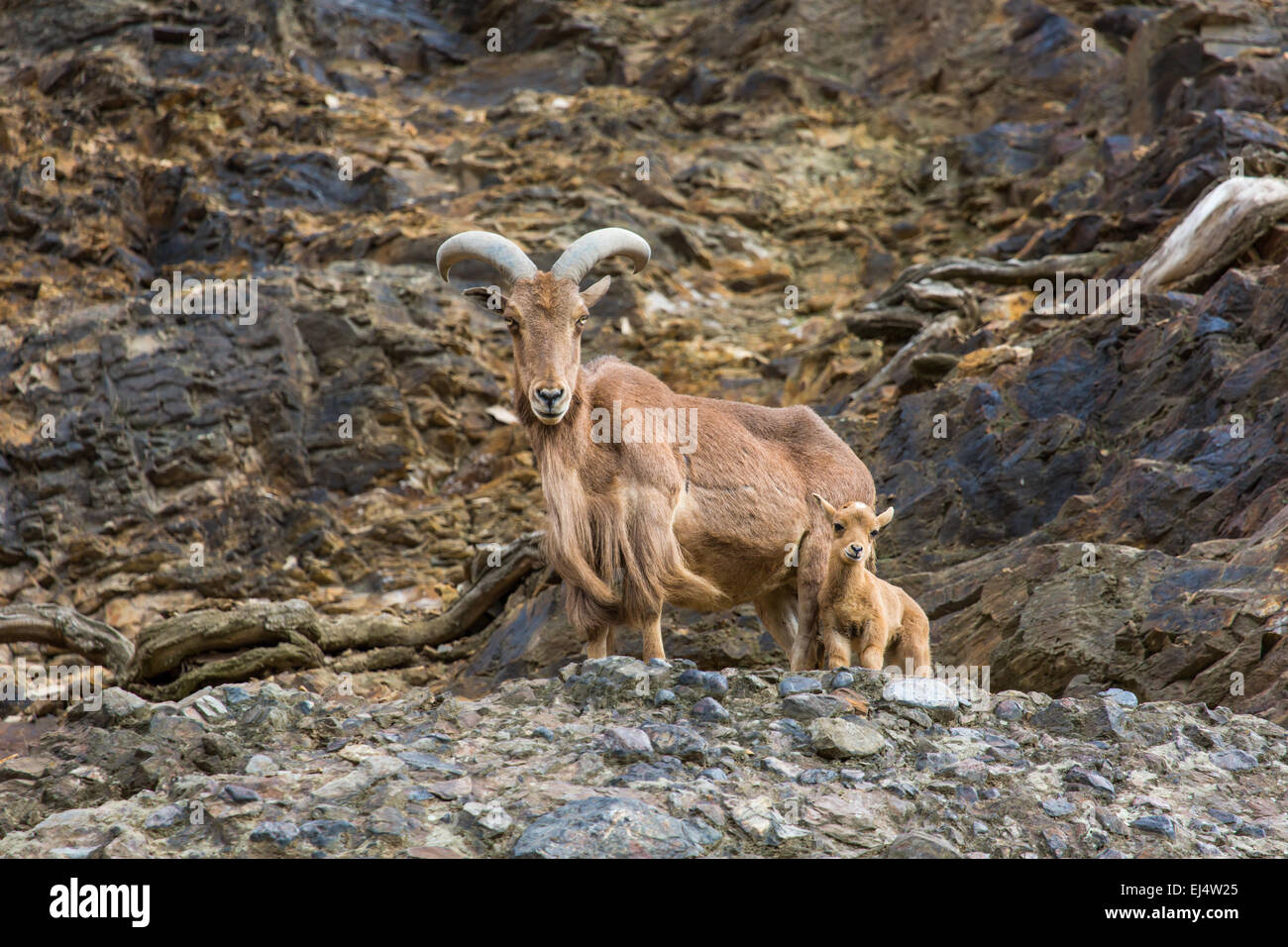 West caucasian tur goat Stock Photo - Alamy