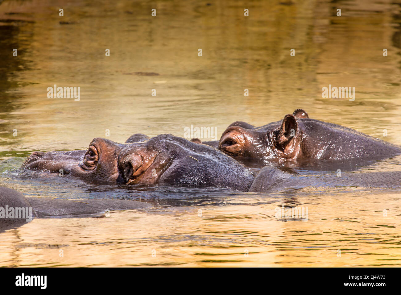 African hippo in their natural habitat. Kenya. Africa Stock Photo - Alamy