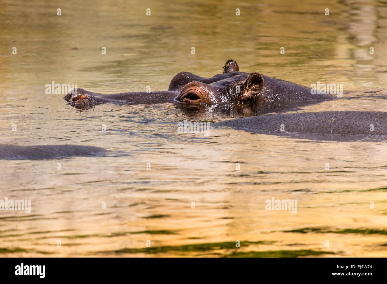Okavango delta hippo sunset hi-res stock photography and images - Alamy