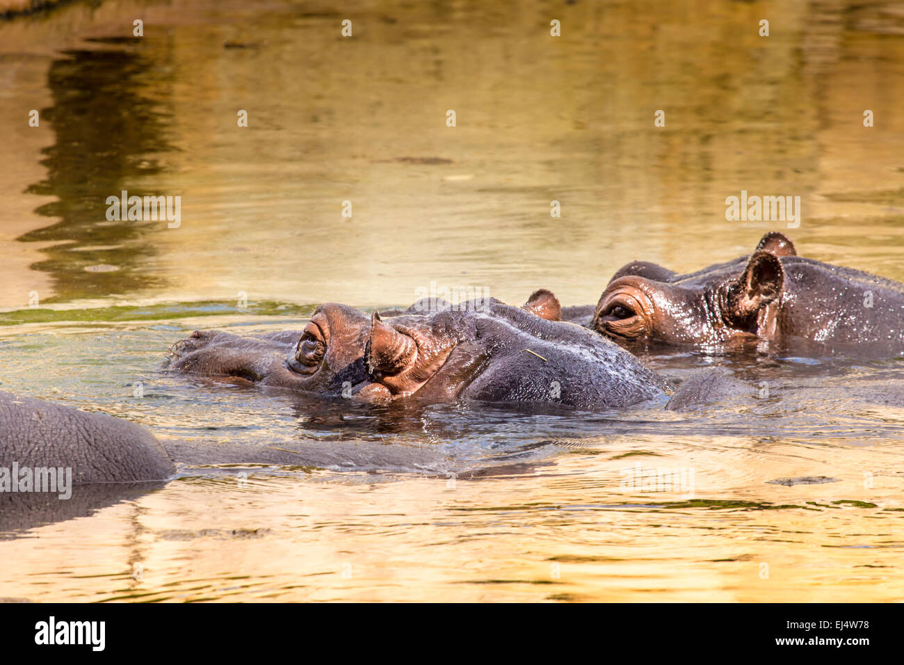 African hippo in their natural habitat. Kenya. Africa Stock Photo - Alamy