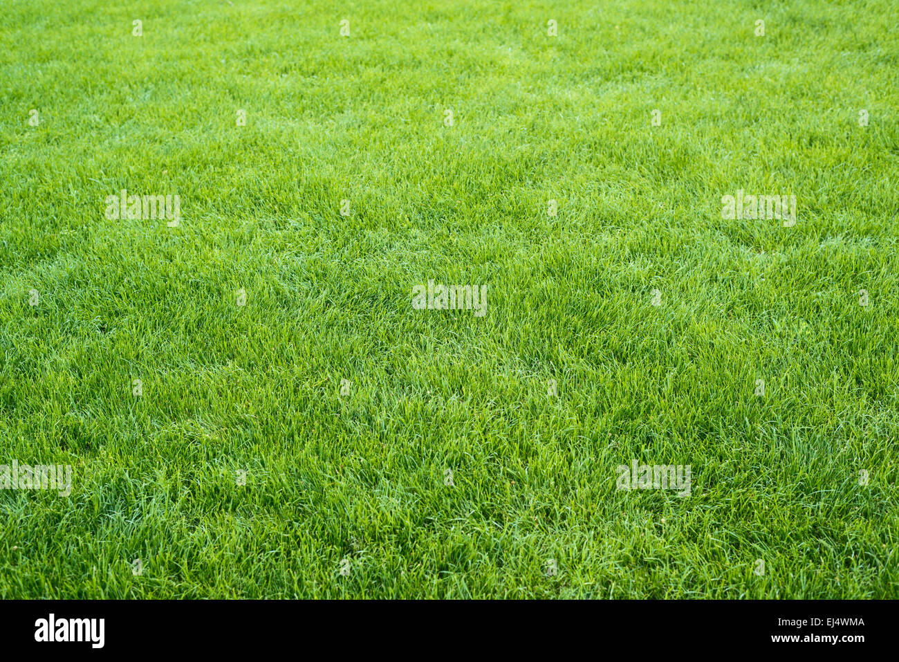 Green grass field Stock Photo - Alamy