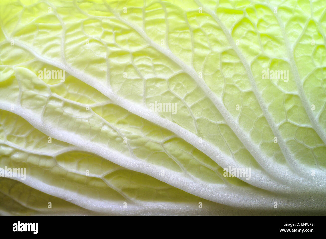 Chinese cabbage texture background Stock Photo - Alamy