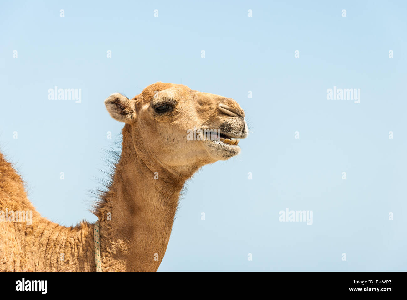 camel head with neck on blue background Stock Photo - Alamy