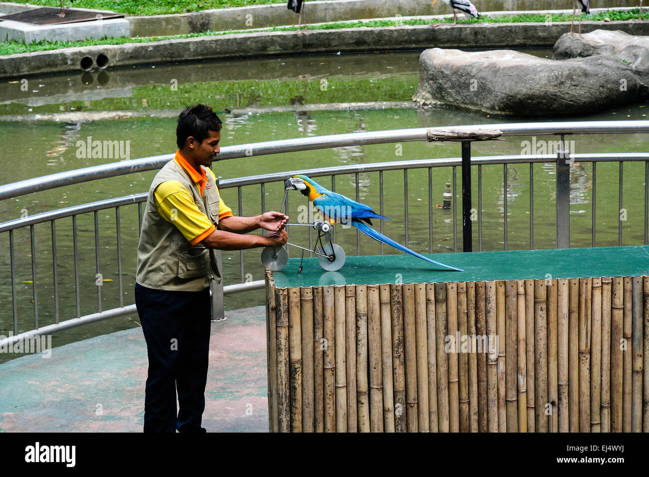 Kuala Lumpur Bird Park, Kuala Lumpur, Malaysia. Parrot "riding" bicycle ...