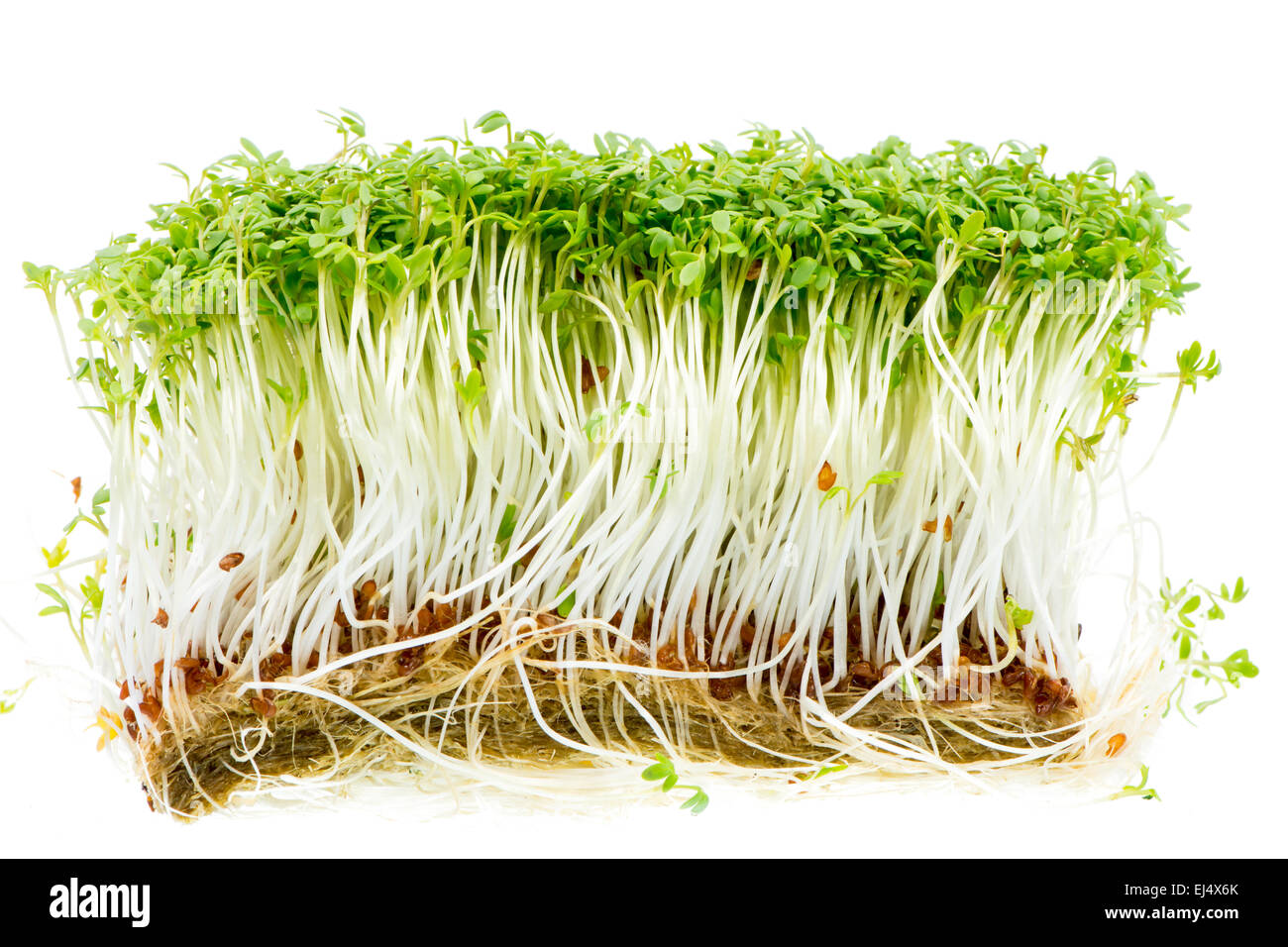 Bunch of isolated garden cress sprouts Stock Photo - Alamy
