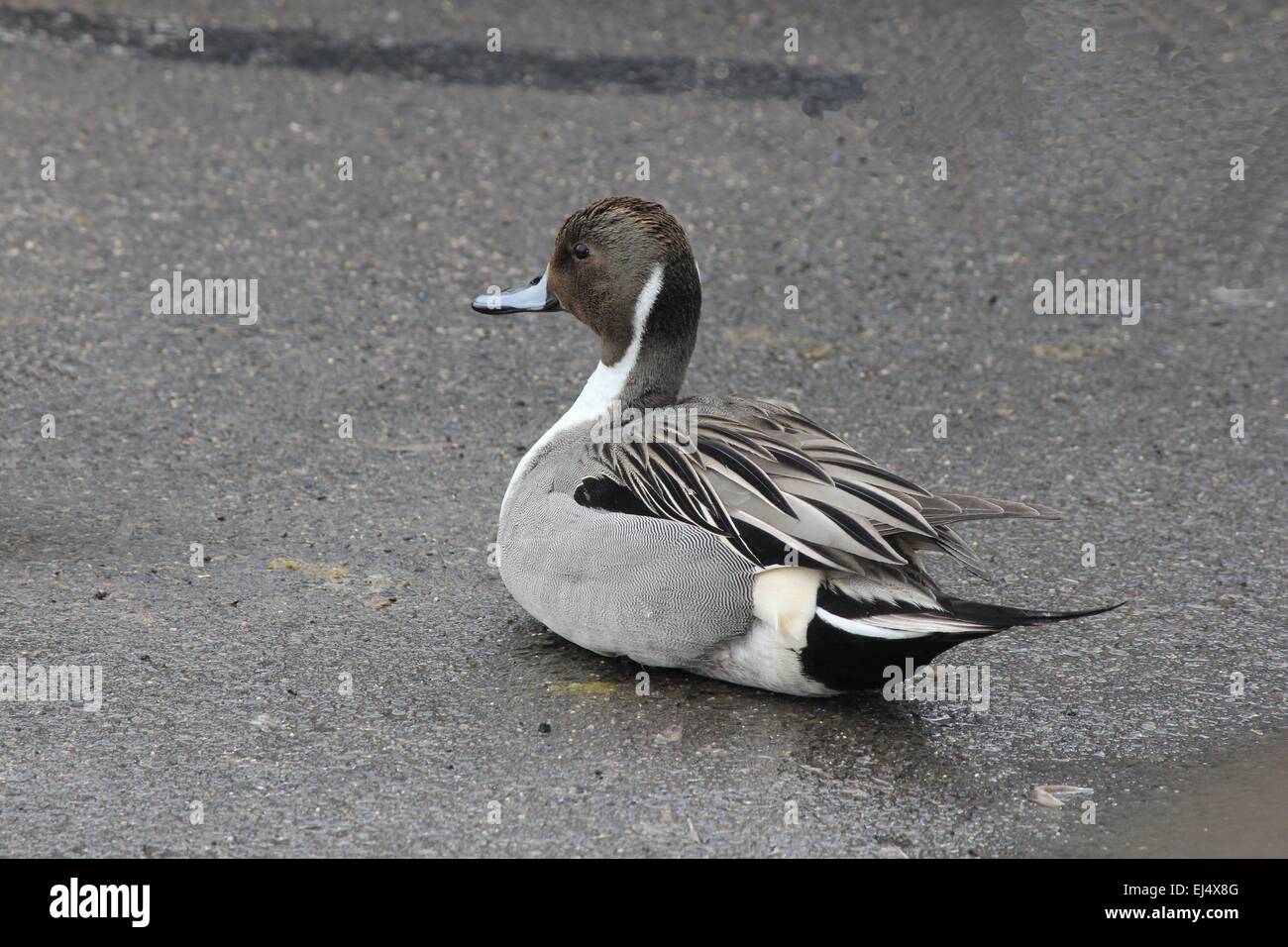 Northern pintail duck hi-res stock photography and images - Alamy