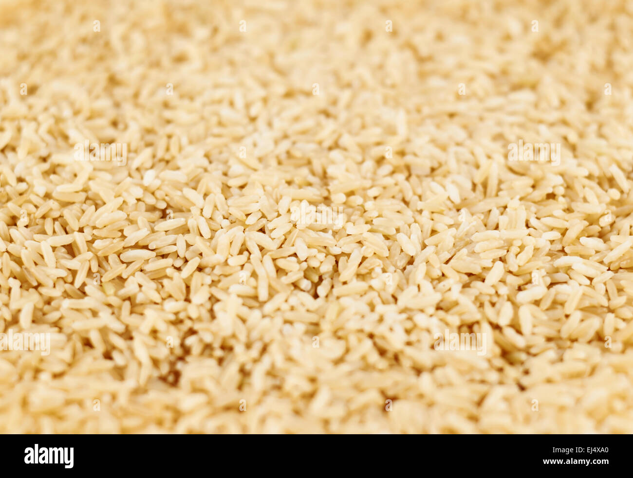Plant Rice China Detail High Resolution Stock Photography and Images ...