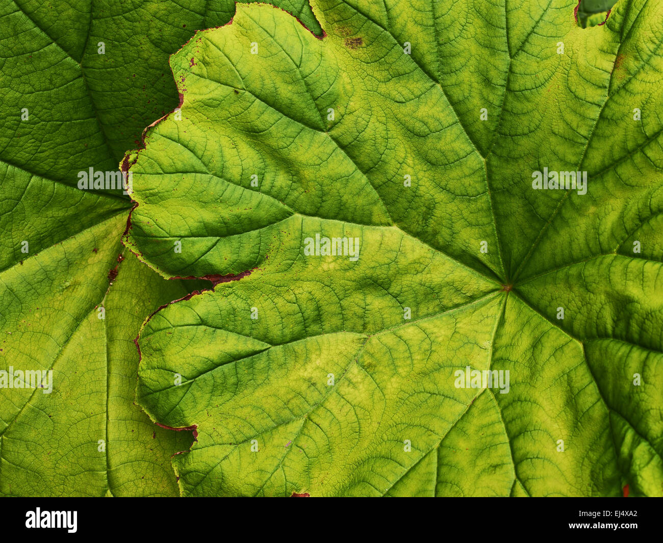 Green leave close-up Stock Photo - Alamy