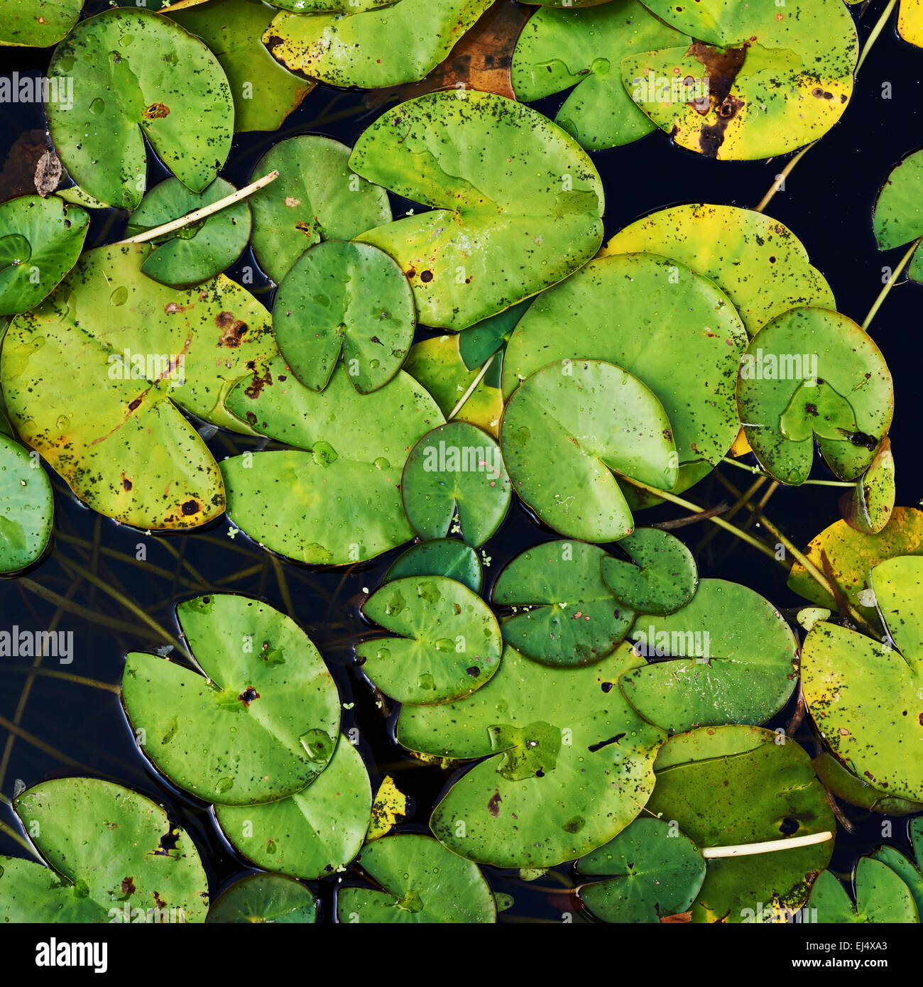 Water lily nymphaea leaves Stock Photo - Alamy