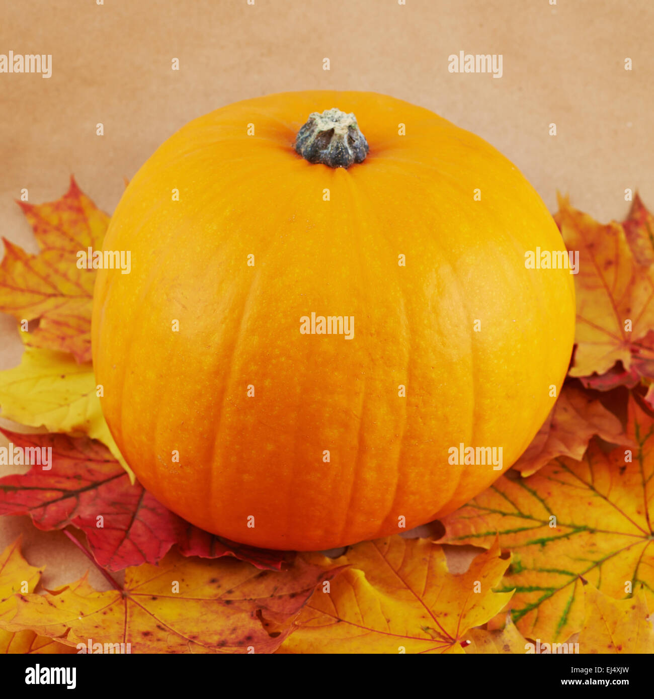 Orange pumpkin against maple-leaf background Stock Photo - Alamy