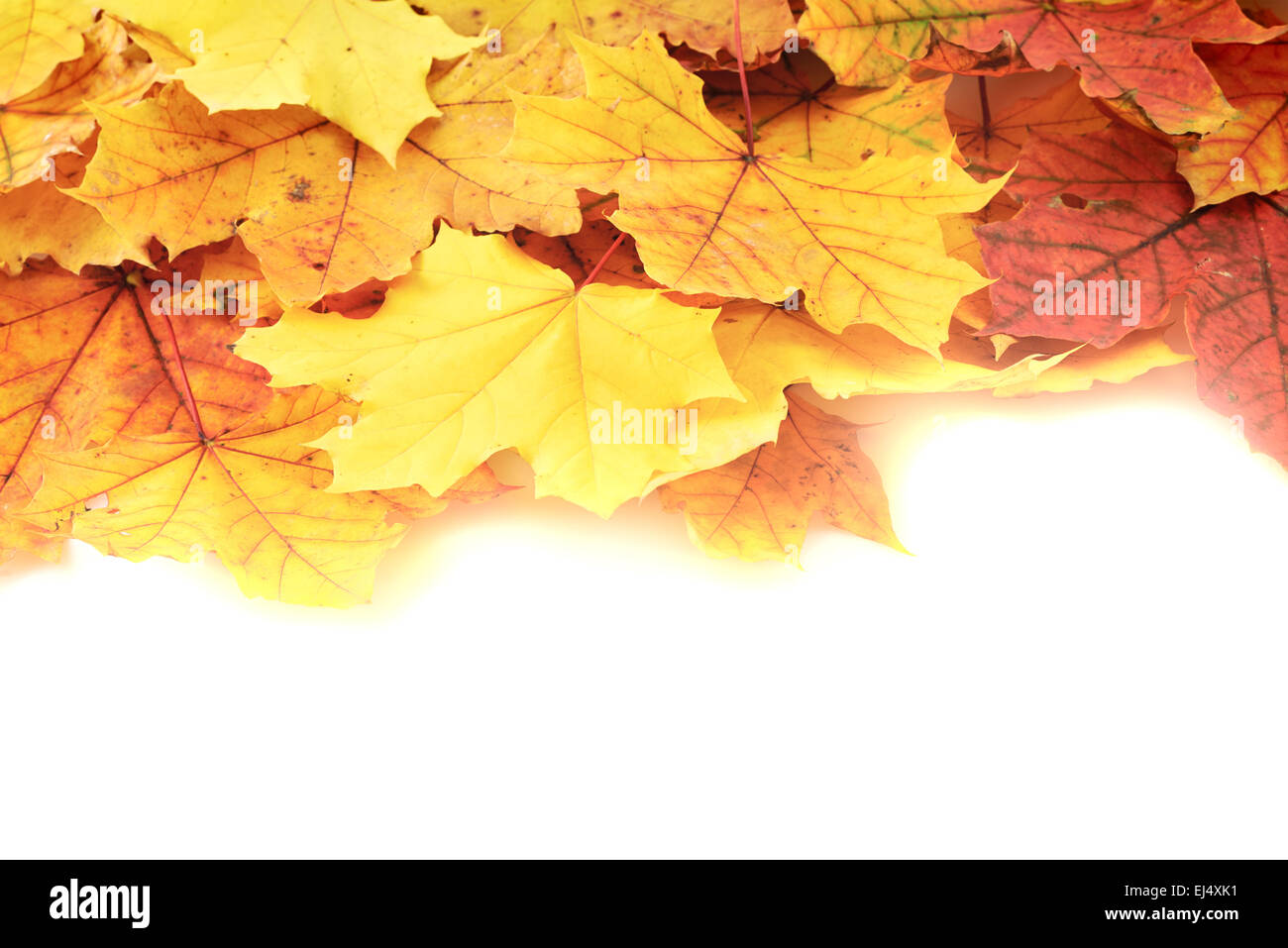 Falling into leaves hi-res stock photography and images - Alamy