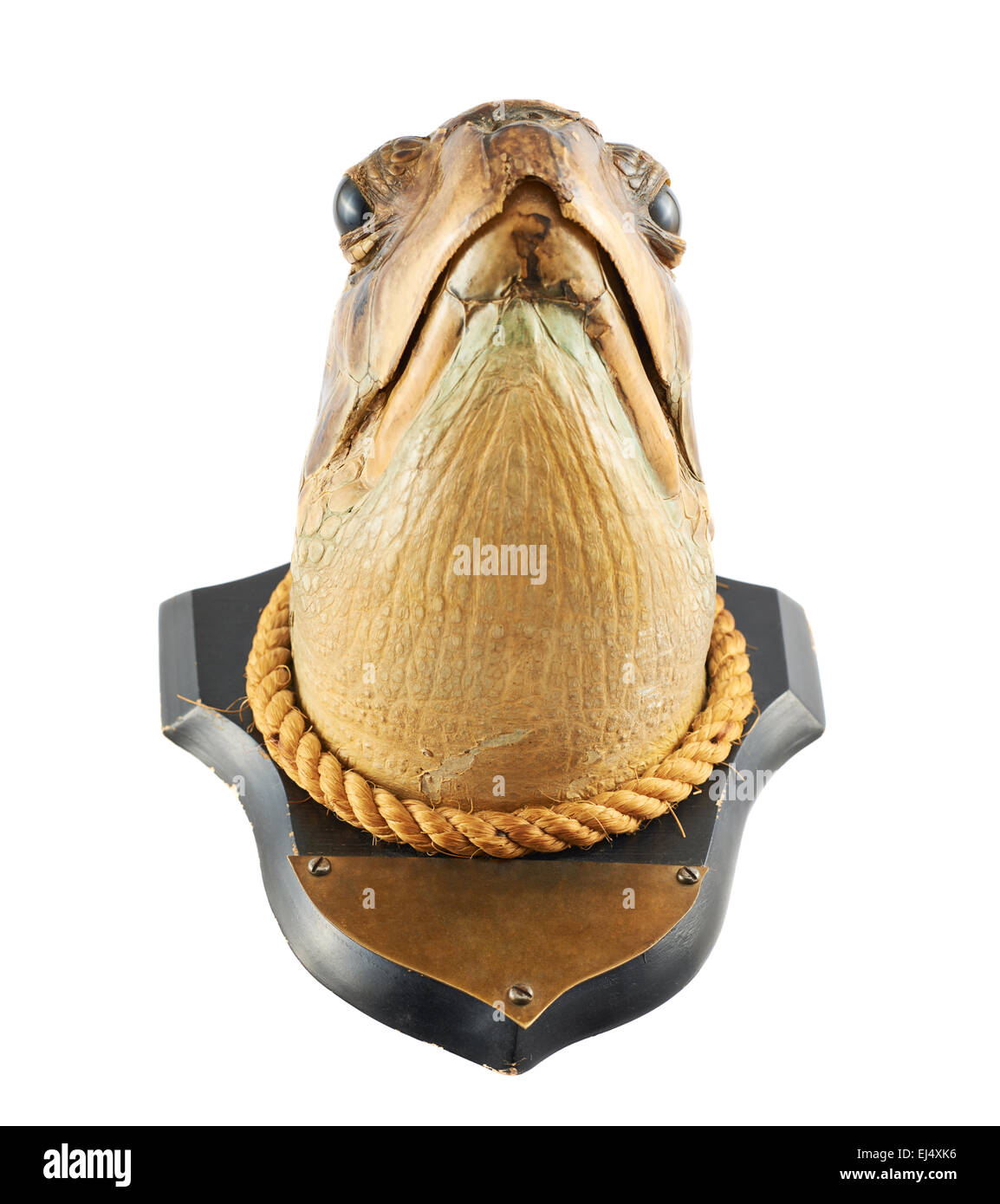 Turtle's head as a hunter's trophy Stock Photo - Alamy
