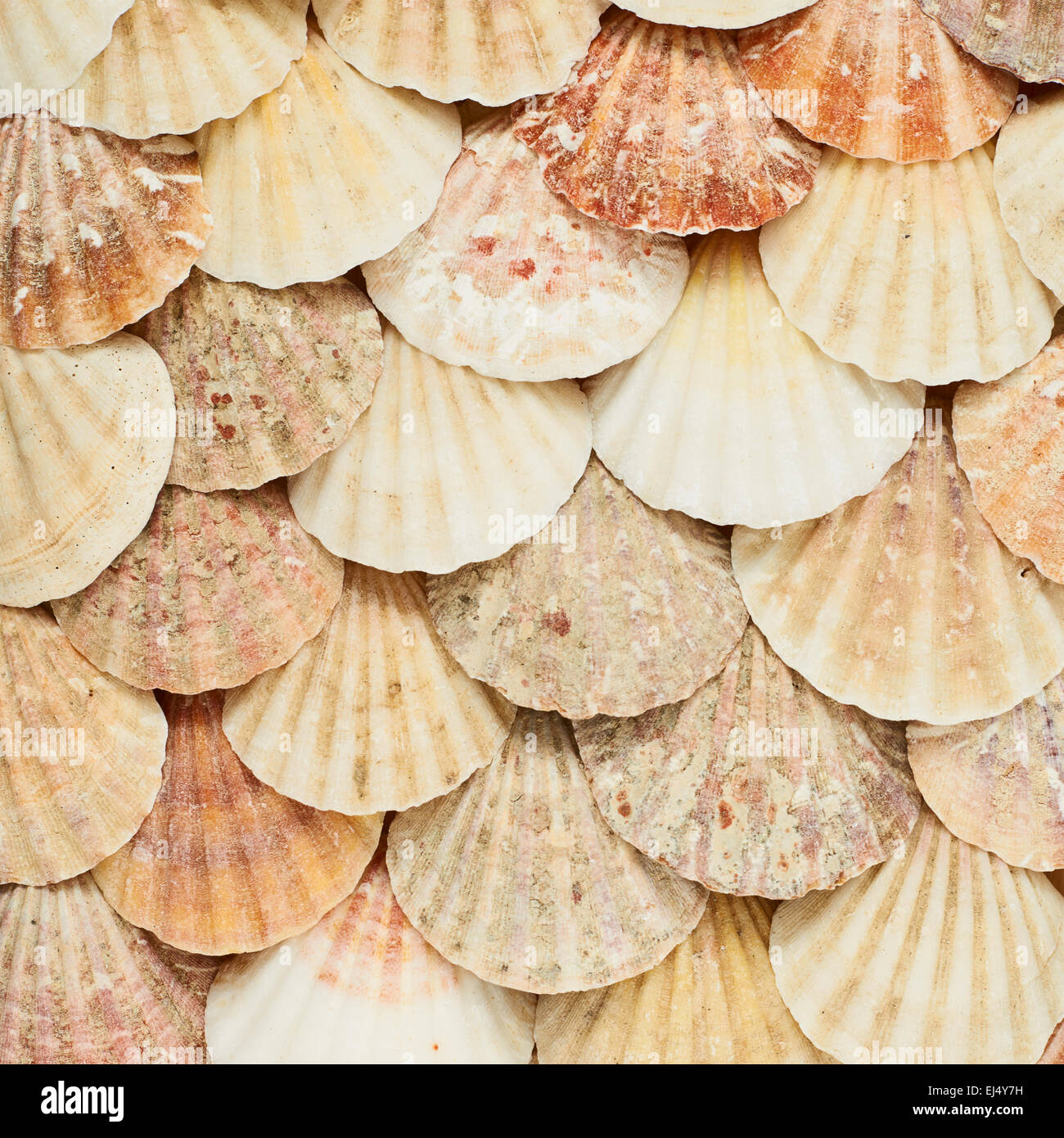 Armor covered fish hi-res stock photography and images - Alamy