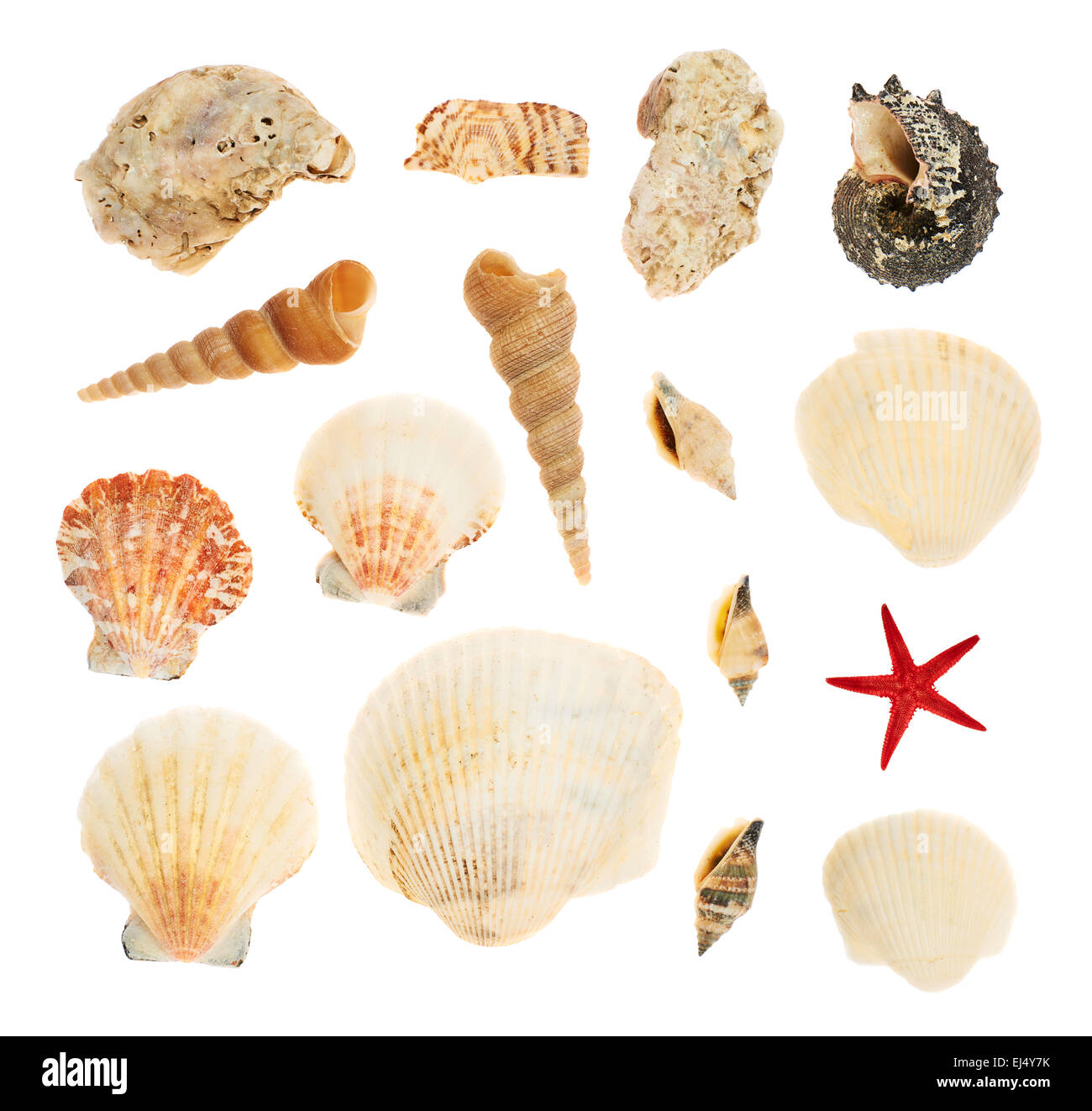 Set of multiple seashells isolated Stock Photo - Alamy