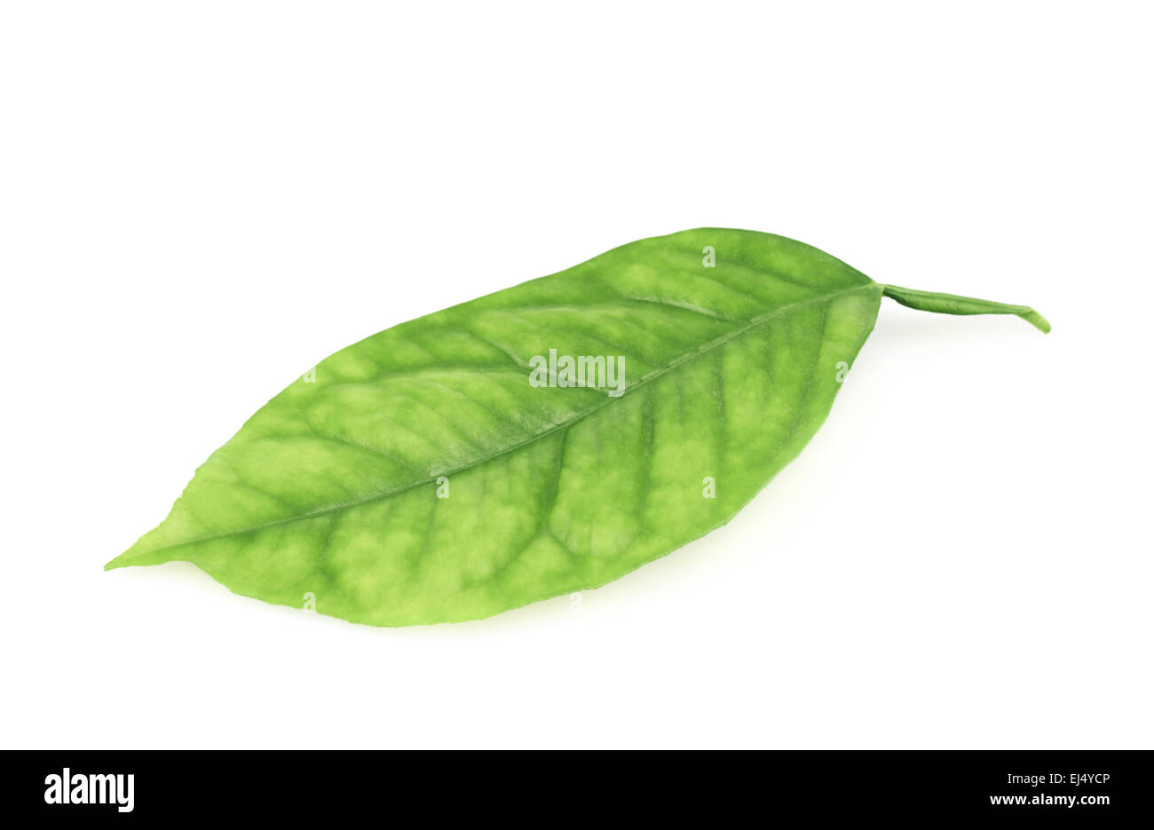 Lemon tree leaf isolated Stock Photo - Alamy