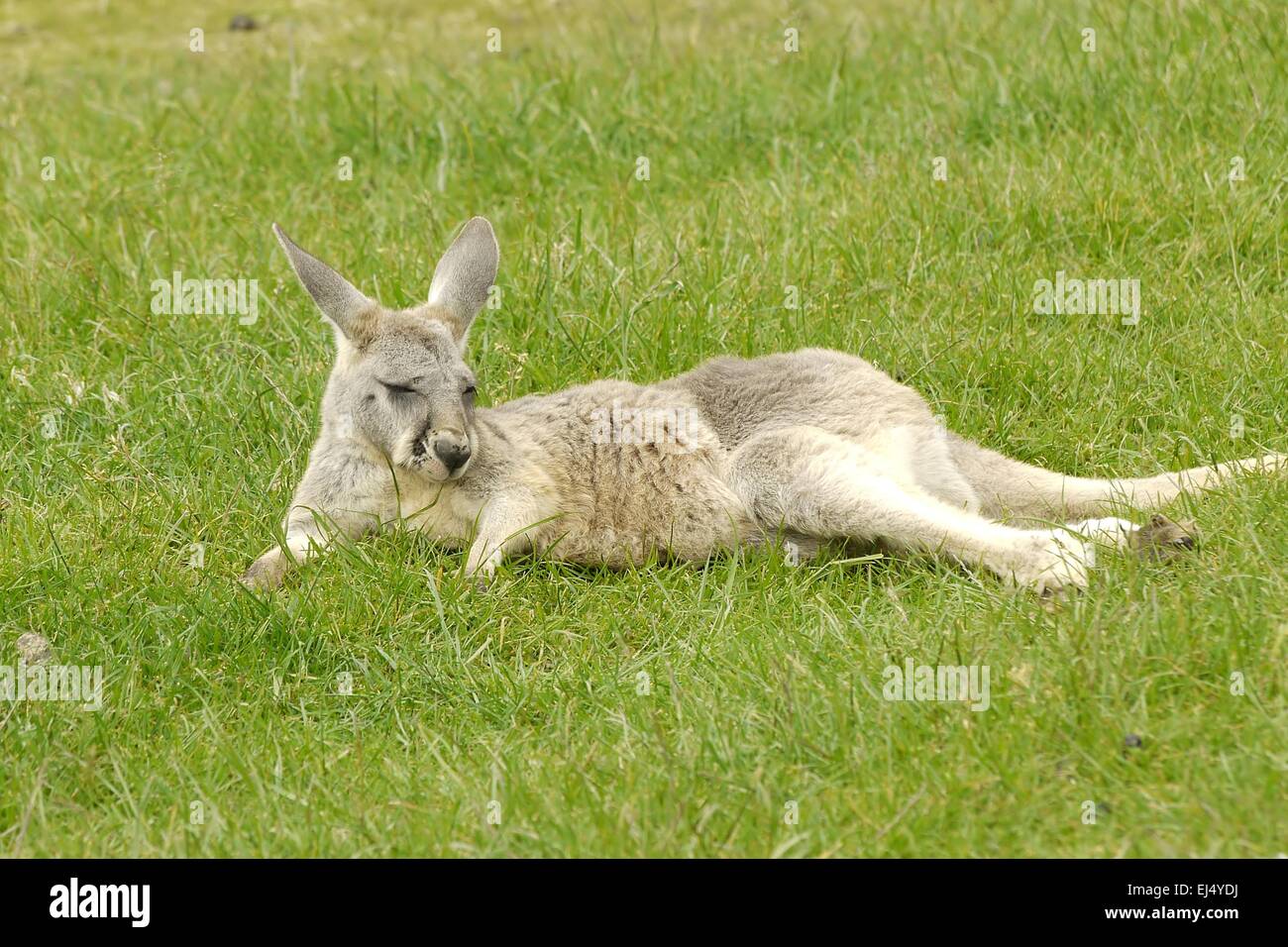 Wallaby habitat hi-res stock photography and images - Alamy