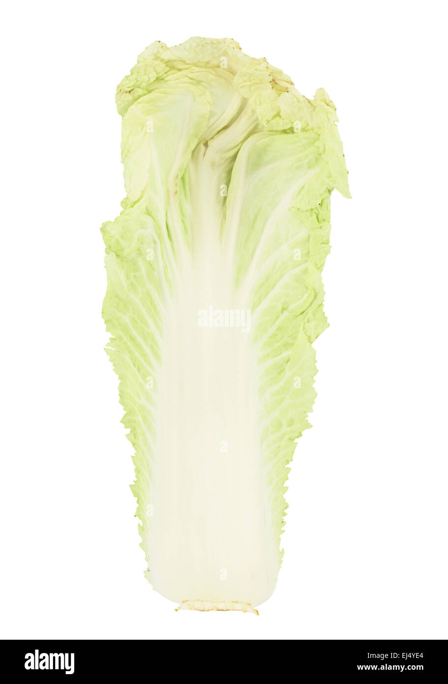 Nappa cabbage isolated Stock Photo - Alamy