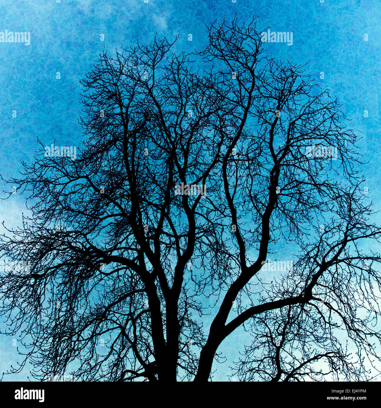 Silhouette tree texture hi-res stock photography and images - Alamy