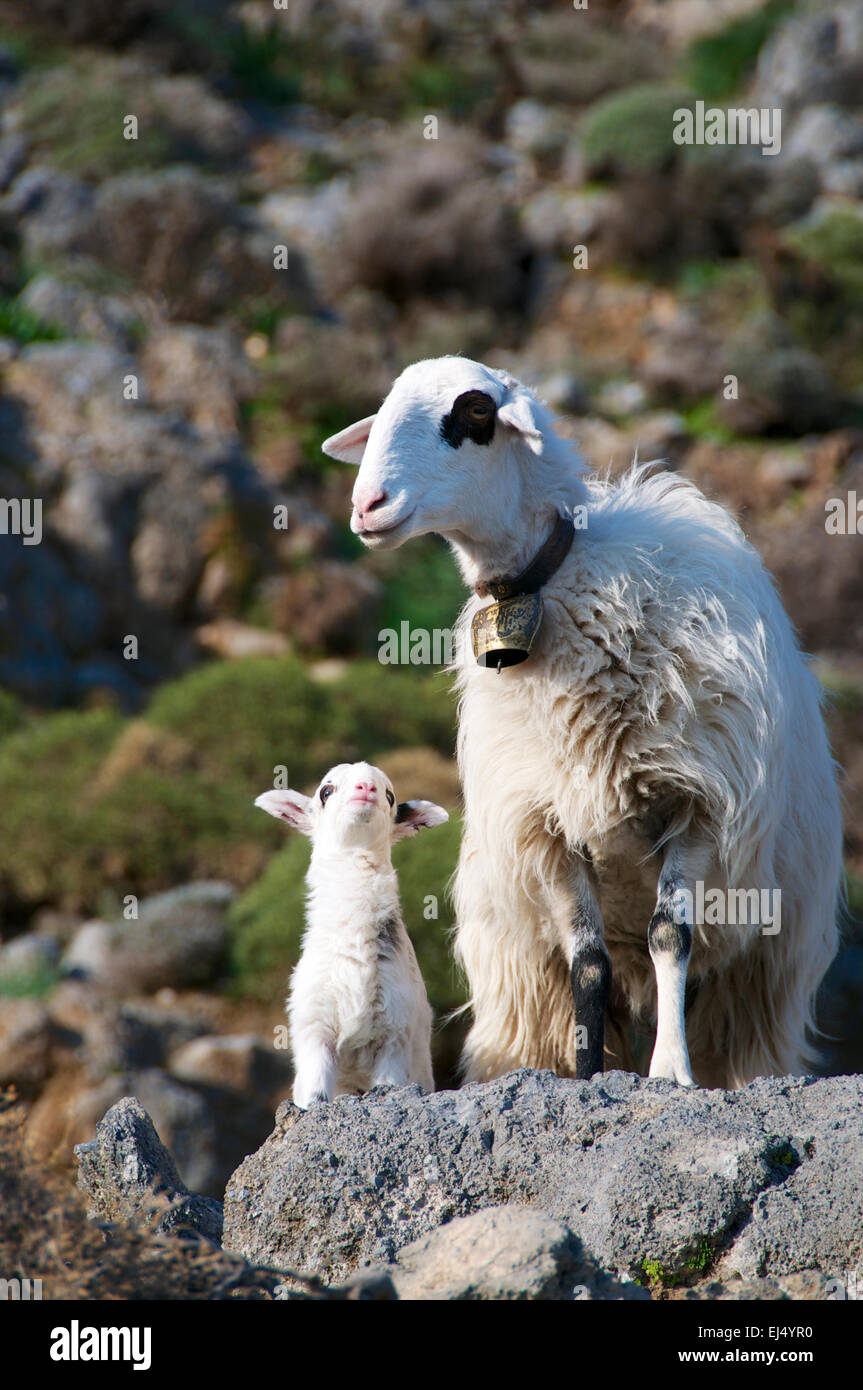 New born lamb with proud mother Stock Photo - Alamy