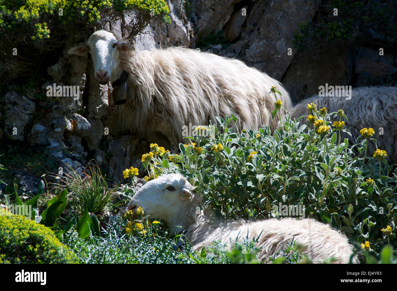 Sheep sheltering from the hot sun on Crete Stock Photo - Alamy