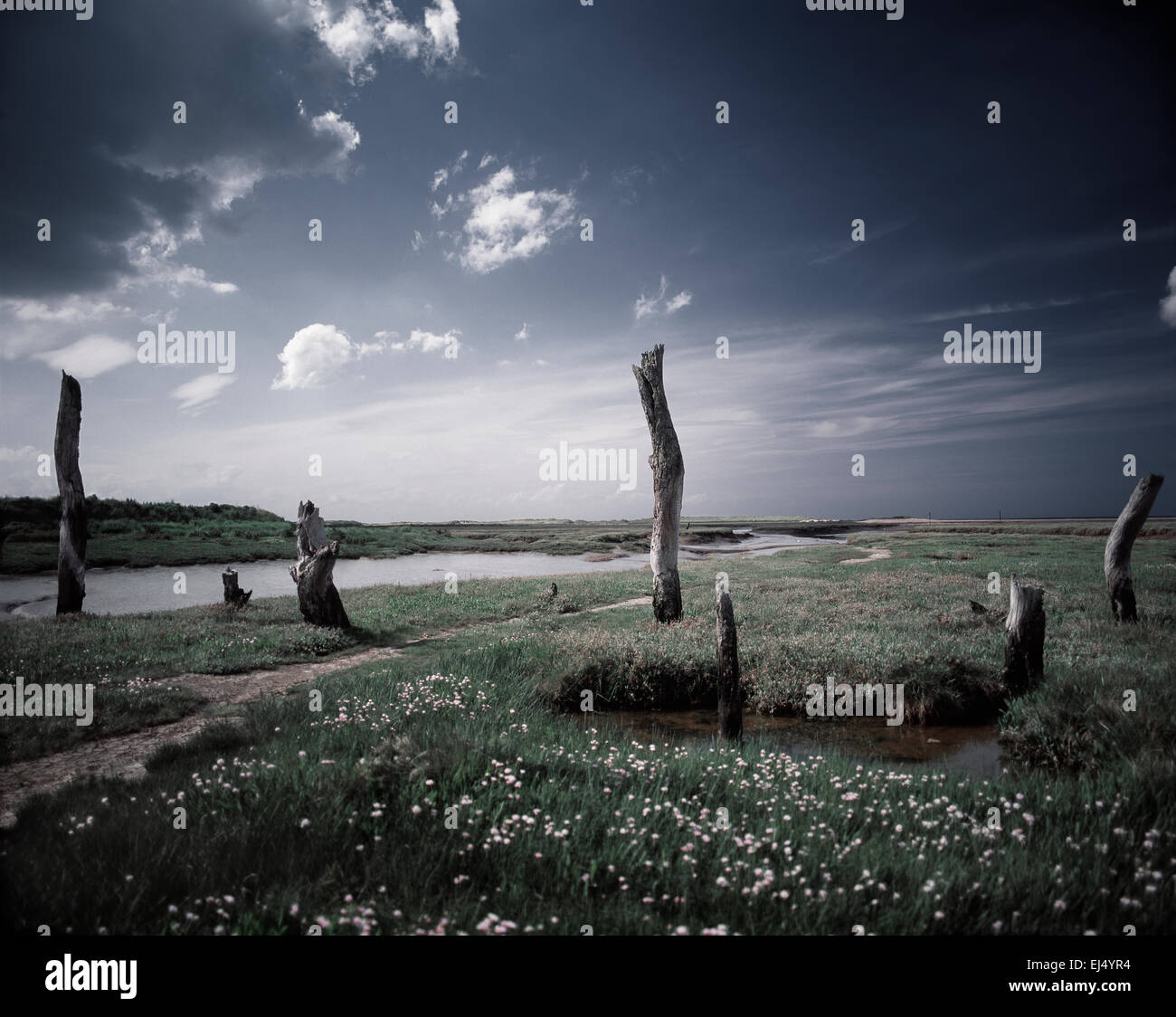 Path in tidal saltmarsh and a creek, Holkham, Norfolk Stock Photo - Alamy