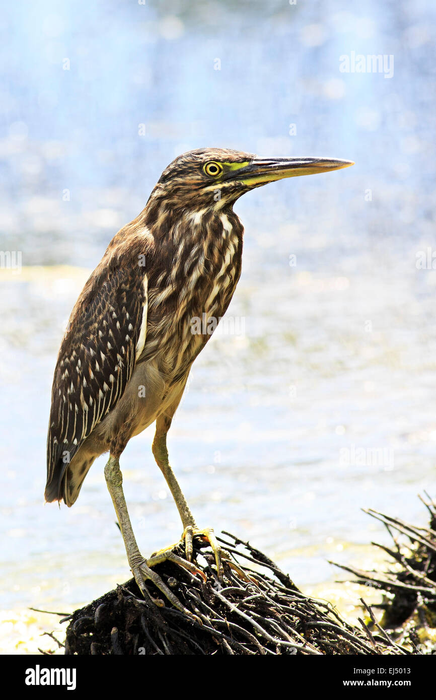Indian bittern hi-res stock photography and images - Alamy