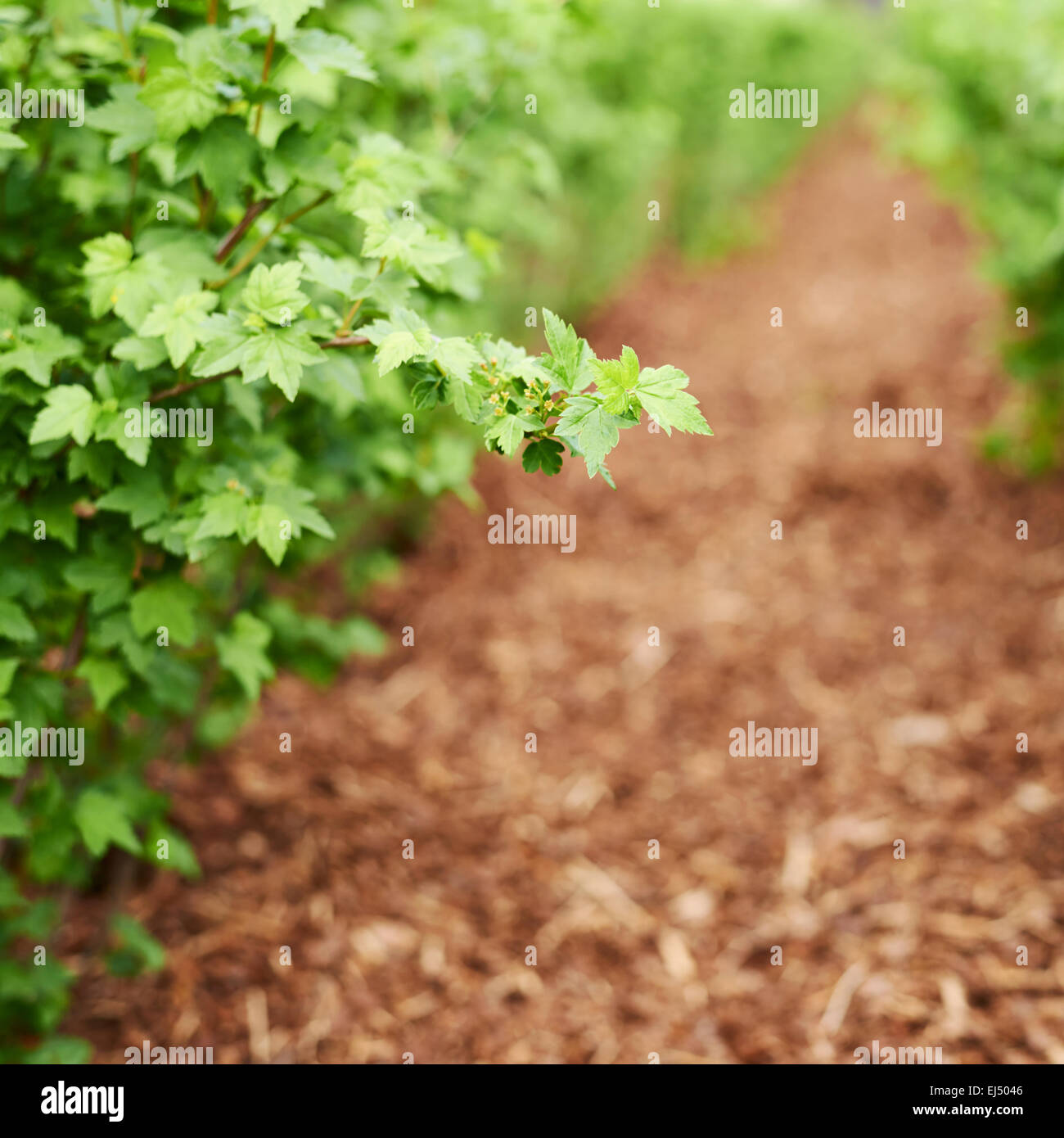 Currant bush leaves composition Stock Photo - Alamy