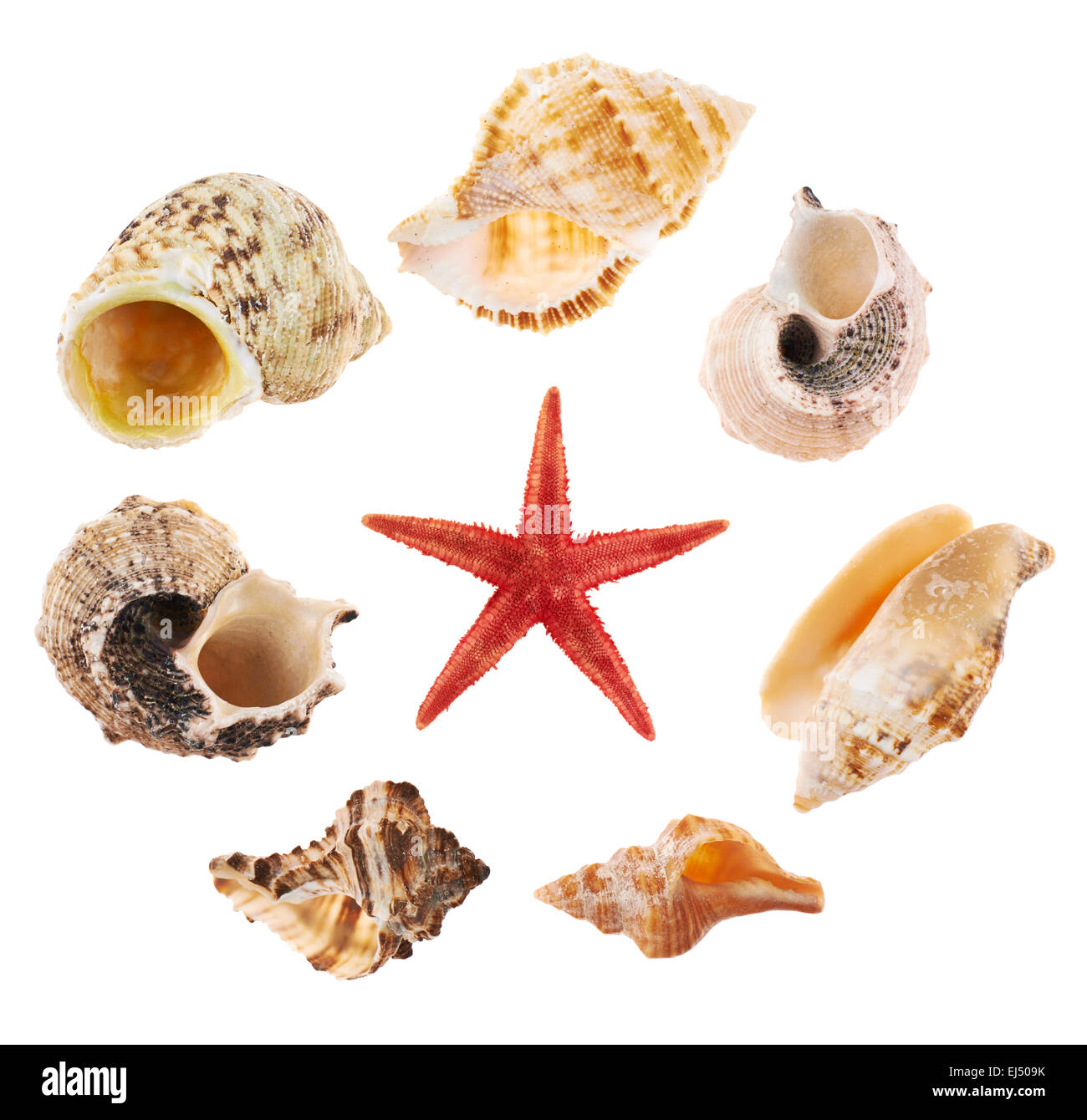 Seashell shell shells sea isolated mix hi-res stock photography and ...